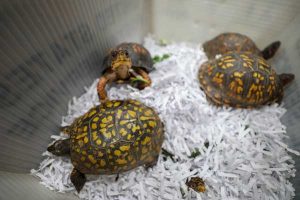 Do Box Turtles Bite People? You’d Be Surprised!