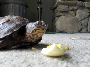 Can Turtles Eat Boiled Eggs? Is It Risky For Them?