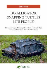 Do Alligator Snapping Turtles Bite People? Is It Deadly?