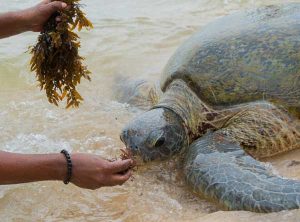 Do Sea Turtles Bite People? Are They Aggressive?