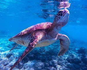 Do Sea Turtles Bite People? Are They Aggressive?