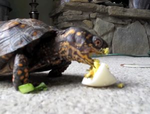 Can Turtles Eat Boiled Eggs? Is It Risky For Them?