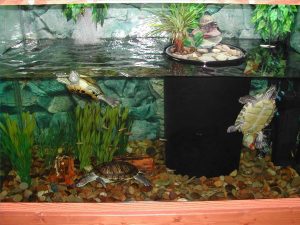 Worms In Turtle Tank: Is Your Turtle Affected? Deworming Guide