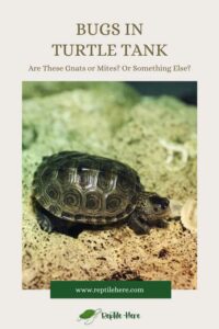 Bugs In Turtle Tank: Are These Gnats or Mites? Or Something Else?