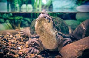 How To Tell If Your Turtle Is Dying? The MOST Important Signs To Look For