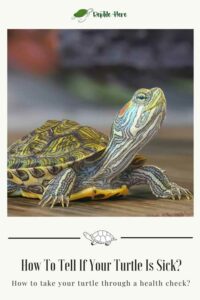 How To Tell If Your Turtle Is Sick?