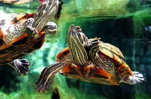 Worms In Turtle Tank: Is Your Turtle Affected? Deworming Guide
