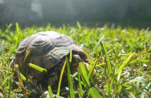 How To Tell If Your Turtle Is Dying? The MOST Important Signs To Look For