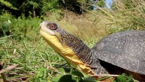 Why Does My Turtle Stretch His Neck?