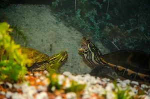 Worms In Turtle Tank: Is Your Turtle Affected? Deworming Guide