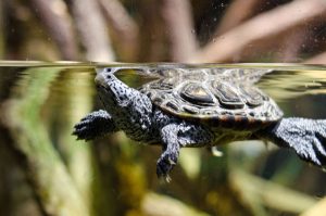 Algae In Turtle Tank: Is It Bad For Turtles? Ways To Get Rid Of It