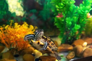 Algae In Turtle Tank: Is It Bad For Turtles? Ways To Get Rid Of It