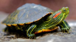 Turtle Eye Infection: Symptoms, Reasons, Solutions