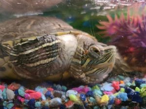 Turtle Eye Infection: Symptoms, Reasons, Solutions