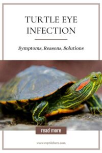 Turtle Eye Infection: Symptoms, Reasons, Solutions