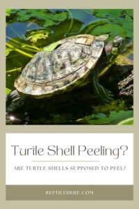Turtle Shell Peeling: Are Turtle Shells Supposed To Peel?