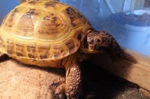 Can Turtles Eat Onions? (Is Onion Good for Turtles)