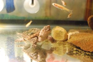 Algae In Turtle Tank: Is It Bad For Turtles? Ways To Get Rid Of It