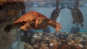 Bugs In Turtle Tank: Are These Gnats or Mites? Or Something Else?