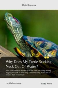 Why Does My Turtle Sticking Neck Out Of Water?