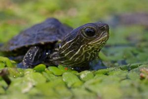 Why Does My Turtle Tank Smell? How To Make It Smell Better?