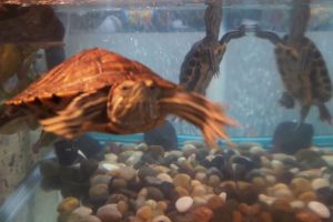 Why Is My Turtle Tank Cloudy And How To Clear It?