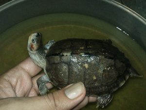 Why Does My Turtle Sticking Neck Out Of Water?