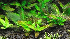 Algae In Turtle Tank: Is It Bad For Turtles? Ways To Get Rid Of It
