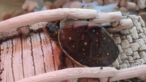 Why Is My Turtle Shell Color Fading? What To Do About It?