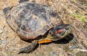 How Can You Tell If A Turtle Is Dead? 8 Tell-Tale Signs To Look Out For
