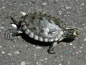 Types of Map Turtles