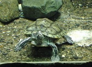 Turtles of Alabama - 30 Species That are Found Here