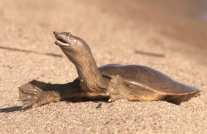 Types of Softshell Turtles