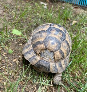 Turtle Shell Broken And Bleeding? Here’s How To Help