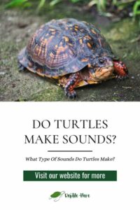 Do Turtles Make Sounds? What Type Of Sounds Do Turtles Make?