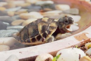 Do Turtles Make Sounds? What Type Of Sounds Do Turtles Make?