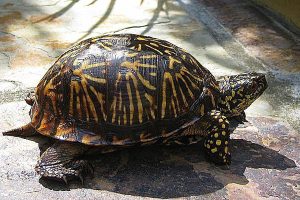 Turtles In Georgia - 29 Species That are Found Here