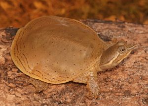 Turtles in Florida - 29 Species That are Found Here