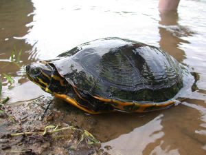 Types of Cooter Turtles