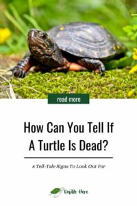 How Can You Tell If A Turtle Is Dead? 8 Tell-Tale Signs To Look Out For