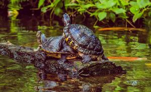 How Can You Tell If a Turtle is Pregnant? What Should You Do?