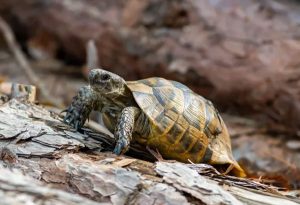 Turtle Shell Broken And Bleeding? Here’s How To Help