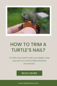 How To Trim A Turtle's Nail? How Long Should It Be?