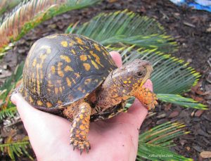 Can You Potty Train a Turtle? If Yes, How?