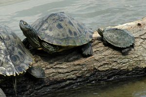Types of Map Turtles
