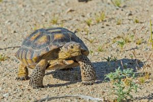 Most Endangered Turtle Species