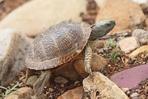 How Can You Tell If A Turtle Is Dead? 8 Tell-Tale Signs To Look Out For