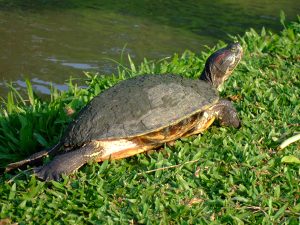 Turtles of Alabama - 30 Species That are Found Here