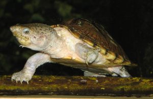 Turtles in Arkansas - 16 Species That are Found Here