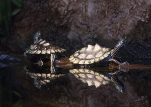 Types of Map Turtles